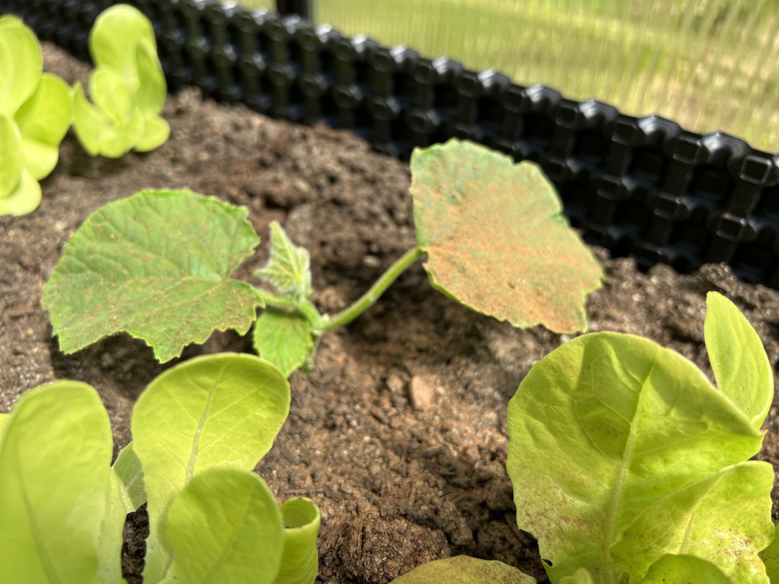 Hele verden i ett drivhus - Fritidsnytt